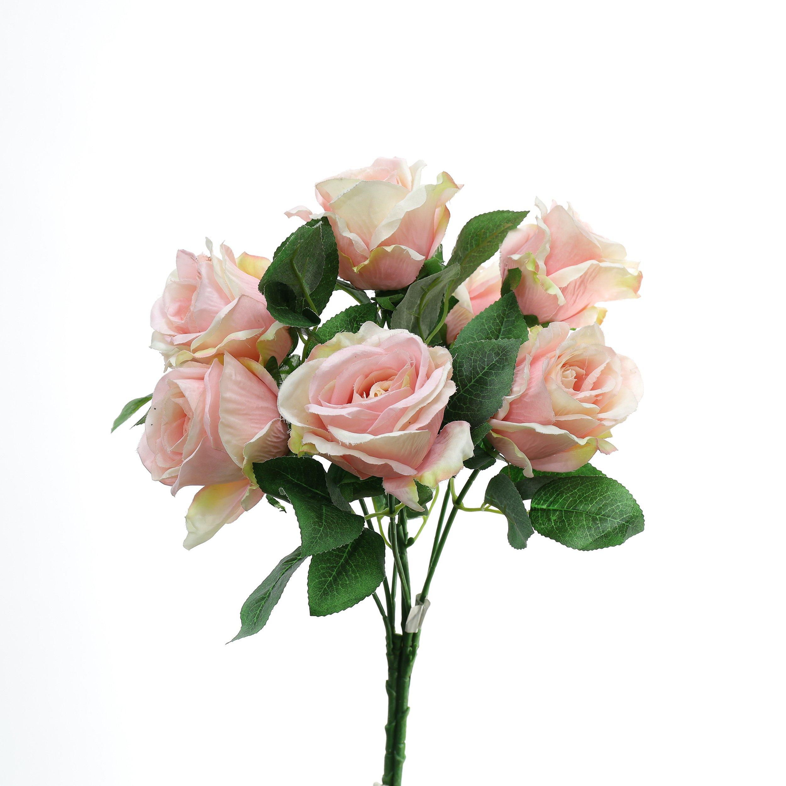 Bụi hồng 7b trung – SA – Midori